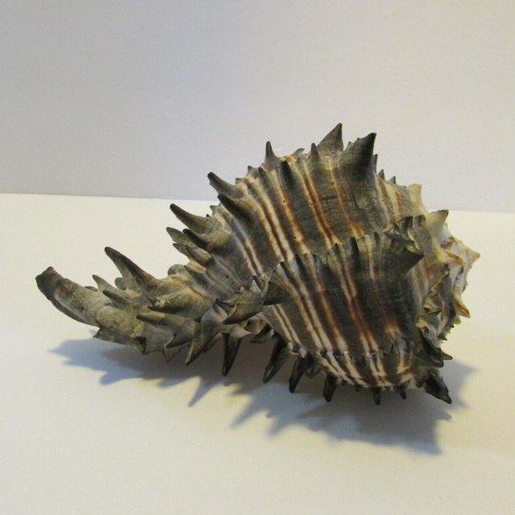 Accents | Beautiful Medium Size Spiked Sea Shell Conch Brown And Cream ...